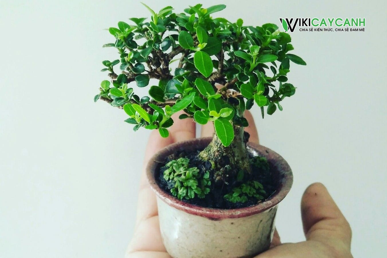 Những đều cần biết về cây sam hương - Wiki Cây Cảnh