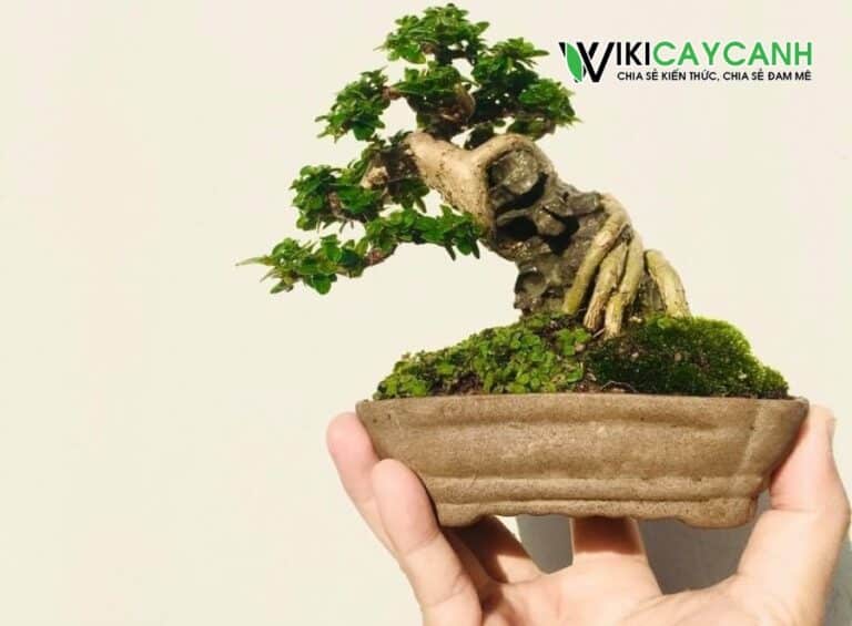 Những đều cần biết về cây sam hương - Wiki Cây Cảnh