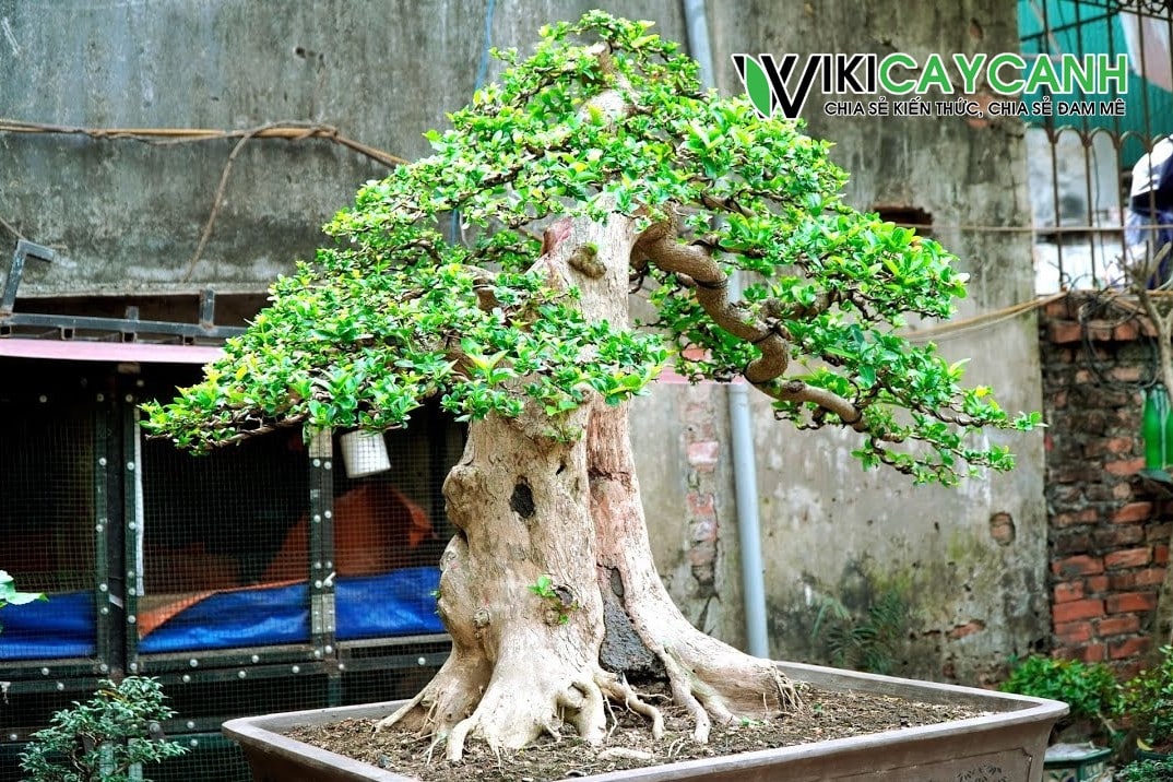 Những đều cần biết về cây sam hương - Wiki Cây Cảnh