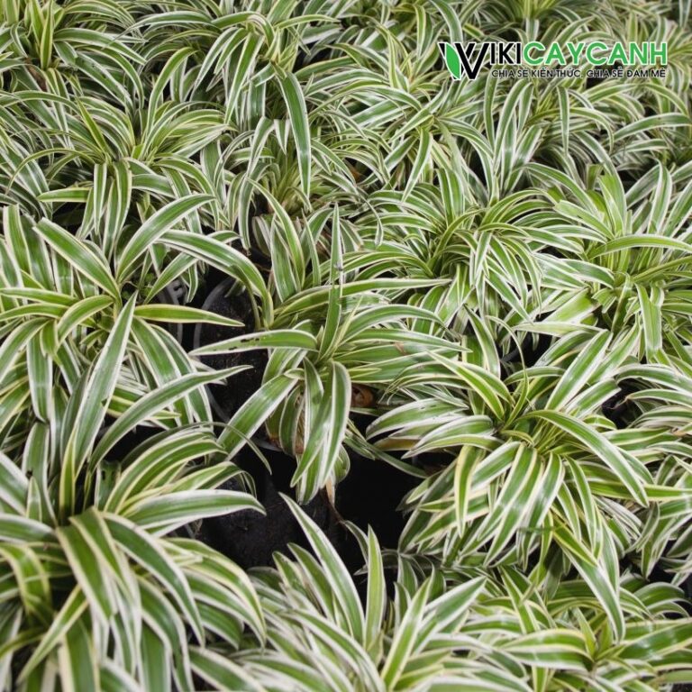 Cây Dây Nhện - Cỏ Lan Chi: Công dụng, cách trồng và chăm sóc