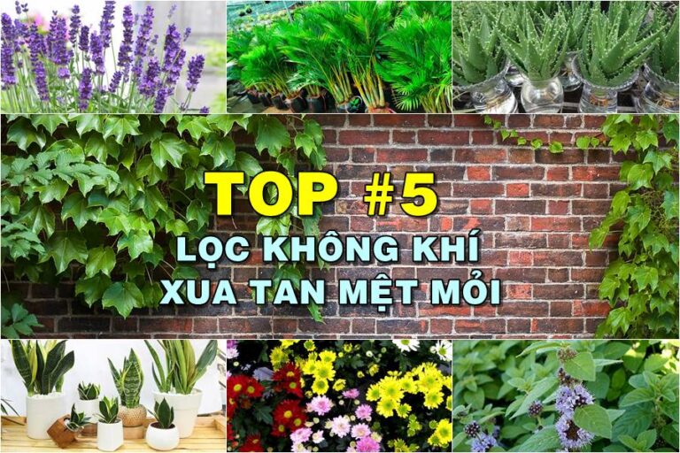 Trồng 5 loại cây này trong nhà, giúp lọc khí độc, xua tan mệt mỏi