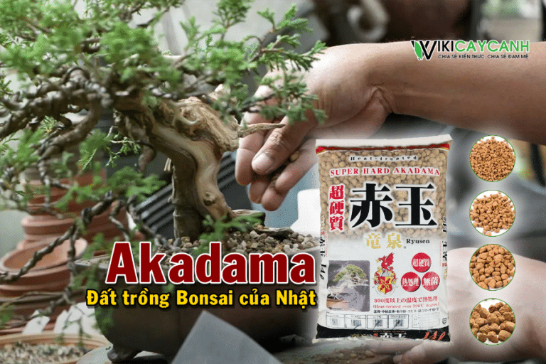 Đất trồng Bonsai Akadama và những đều cần biết - Wiki Cây Cảnh