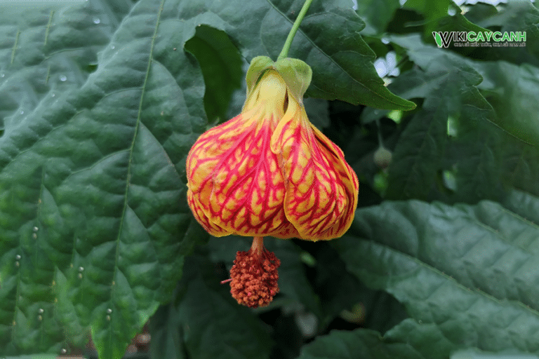 Hoa bụp lồng đèn và những điều cần biết - Wiki Cây Cảnh