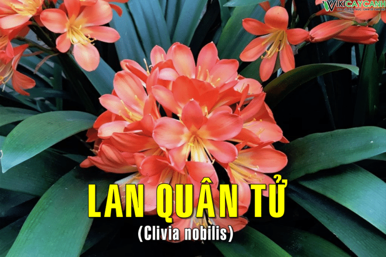 Tiêu chuẩn của một cây lan quân tử đẹp – Wiki Cây Cảnh