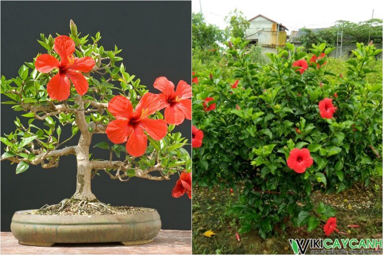 Hướng dẫn kỹ thuật trồng & Cách chăm sóc cây hoa dâm bụt