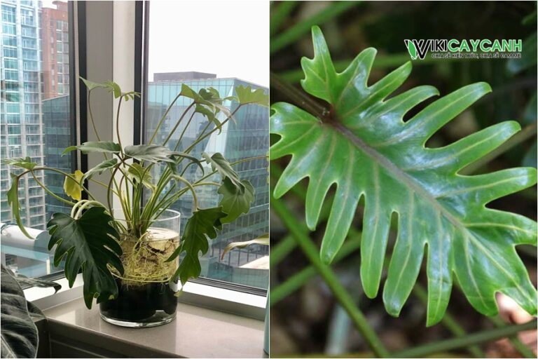 Cách trồng cây trúc bách hợp thủy canh - Wiki Cây Cảnh